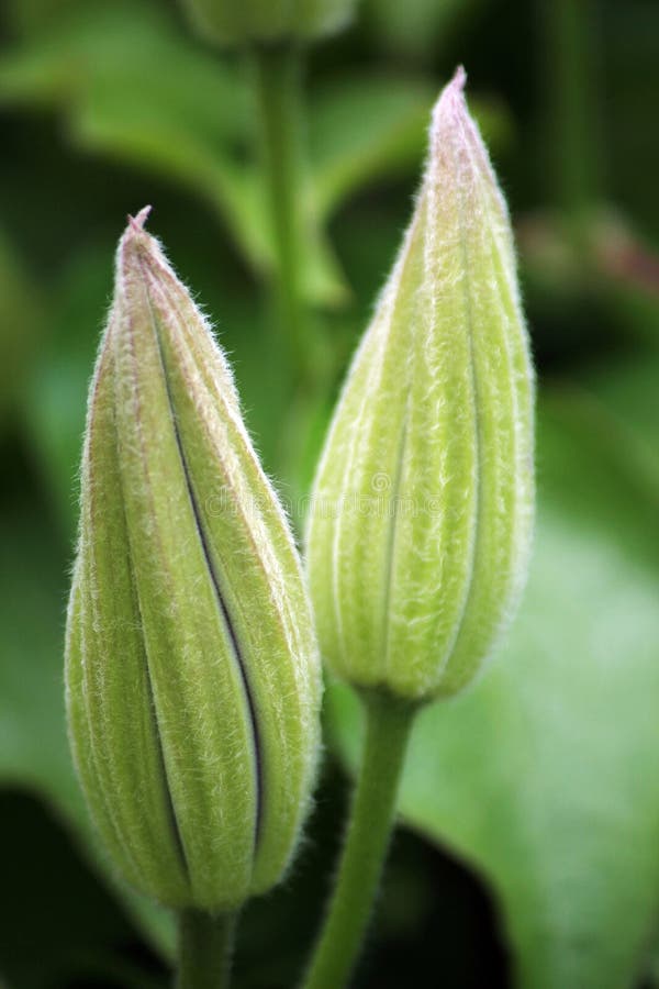Two Flower Buds of a Clematis Stock Image - Image of simplicity ...
