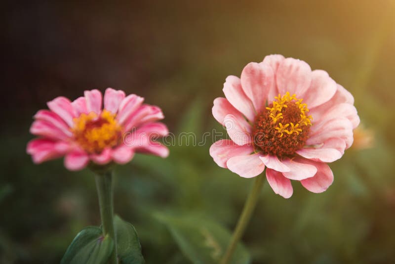 Two Flower Heads in Garden in Sunlight Stock Image - Image of flower ...