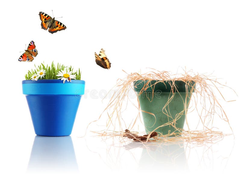 Two flower pots stock photo. Image of green, flora, isolated - 9847726