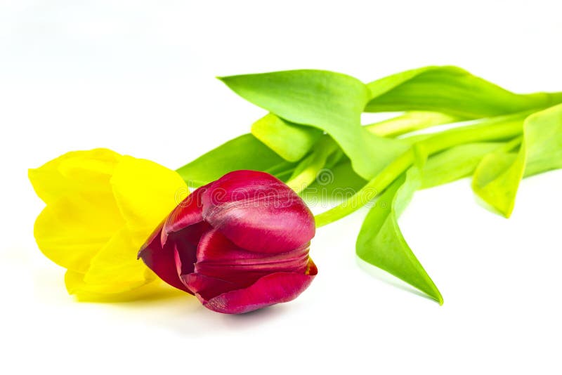 Two flower tulip stock image. Image of isolated, petal - 93165907