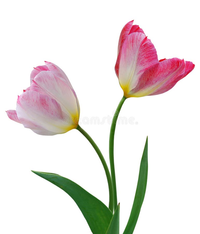 Two Flower Tulips stock photo. Image of bloom, pink, natural - 24744722