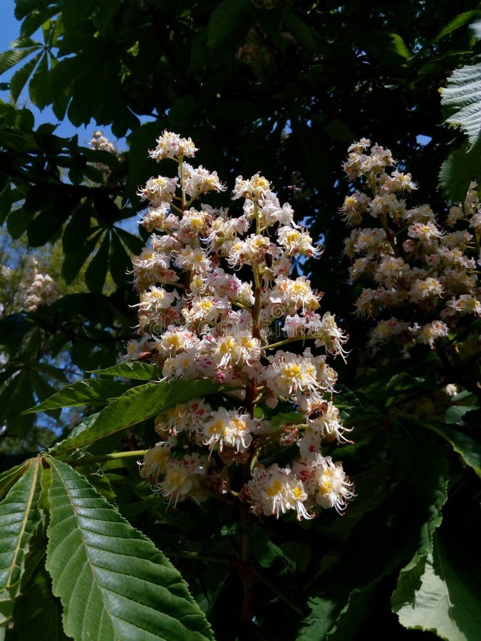 Two Flowering Branches Chestnut among Green Leaves Close-up Stock Photo ...