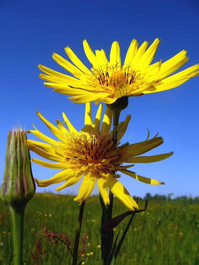 Woman by flowers on tree stock image. Image of flowering - 9389057