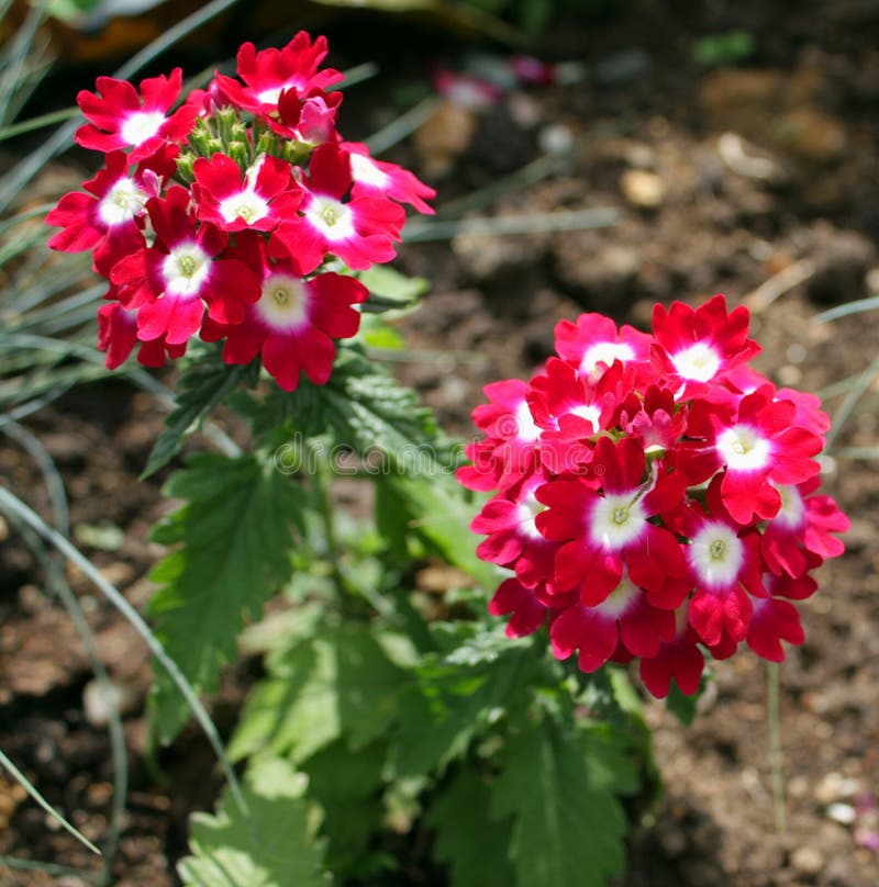 Two flowers stock image. Image of garden, plants, nature - 10415573