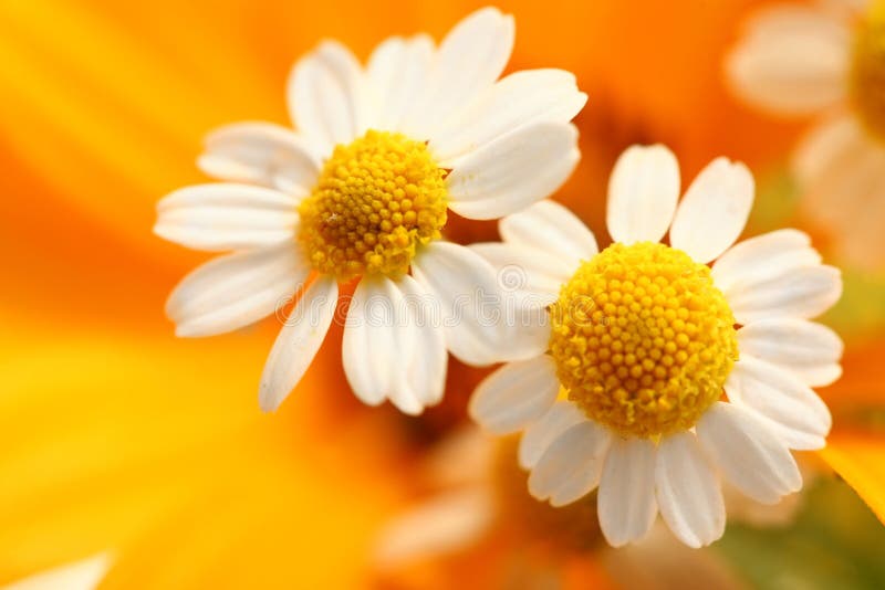 Two flowers stock photo. Image of wonderful, beauty, plant - 10711922