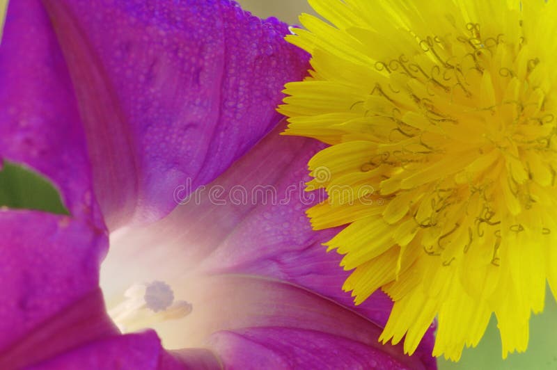 Two flowers stock photo. Image of yellow, blue, bright - 12213904