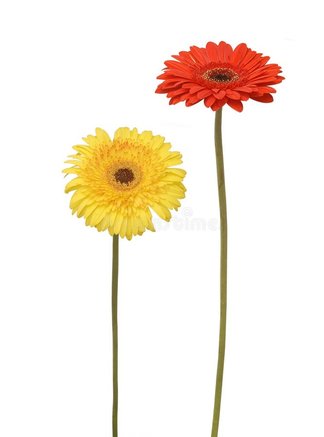 Two flowers stock image. Image of fresh, african, gift - 12735107
