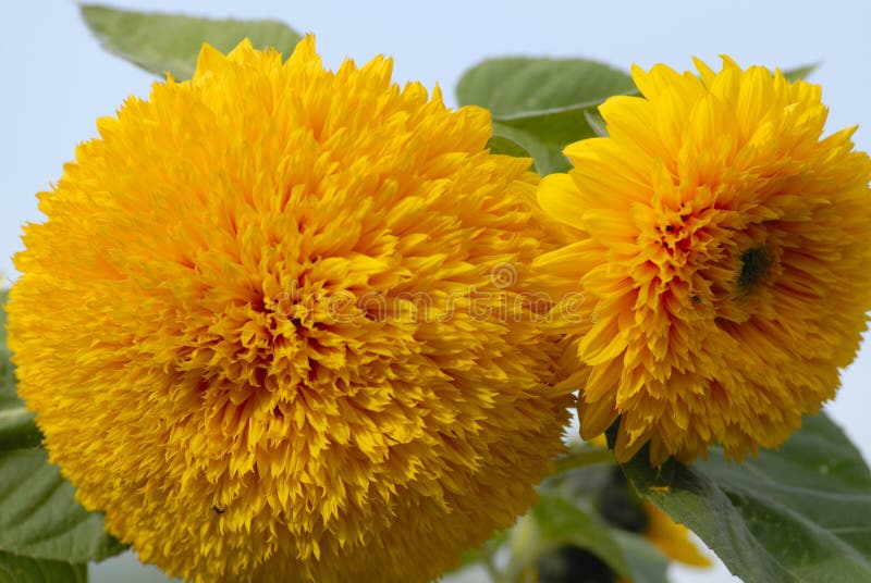 Two flowers stock image. Image of green, nature, yellow - 13554427