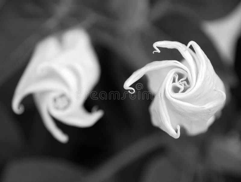 Two flowers stock image. Image of outdoors, macro, detail - 5959181