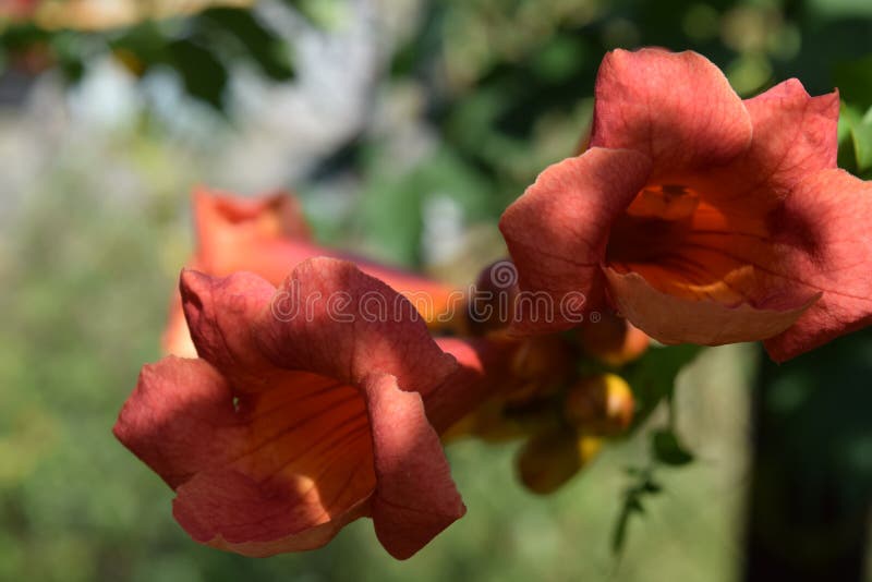 Two flowers stock photo. Image of beautiful, grass, reflection - 93179462