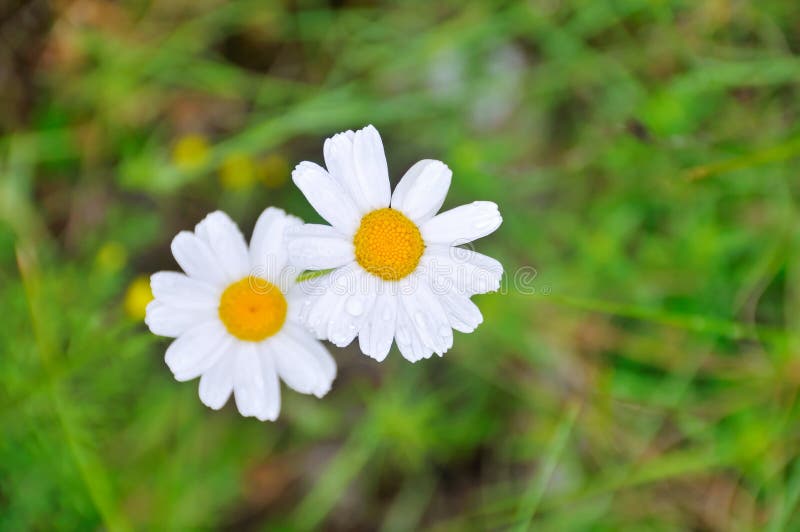 Two flowers stock photo. Image of daisy, closeup, white - 49852668