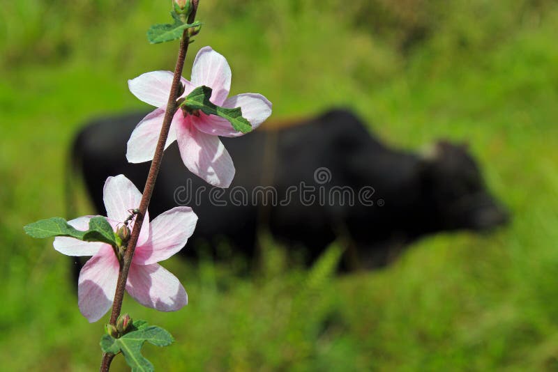 Urena Lobata, Caesarweed or Congo Jute Stock Image - Image of ...