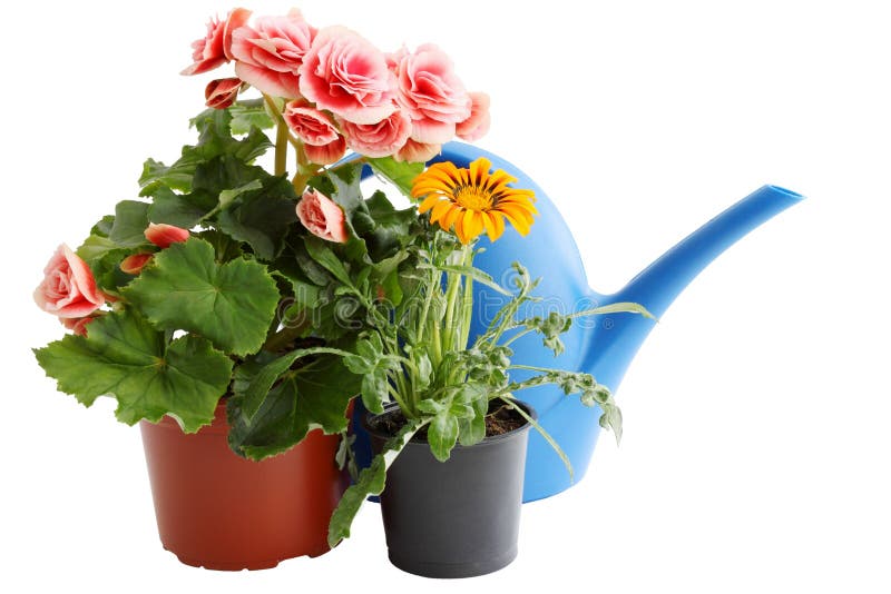 Two flowers in pots stock photo. Image of isolated, plants - 30486610