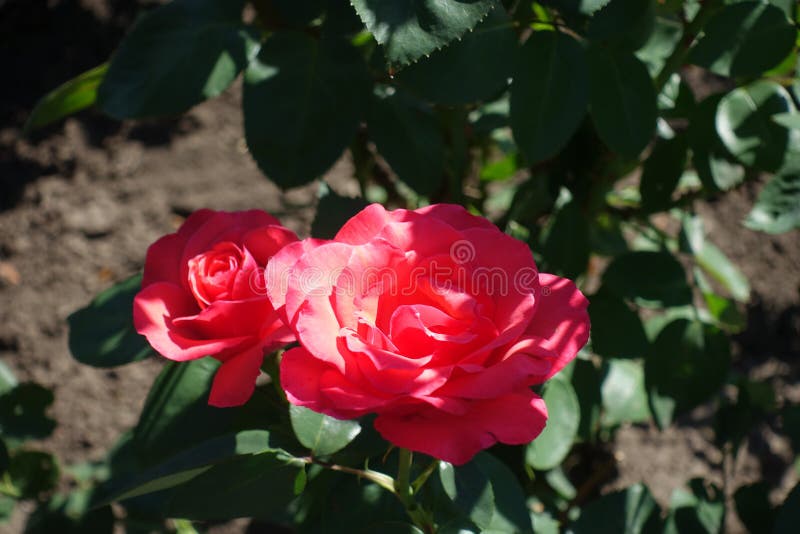 Two Flowers of Salmon Pink Roses Stock Photo - Image of bush, flower ...