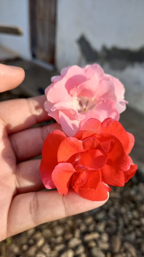 Two Flowers of the Same Color are Different Stock Photo - Image of rose ...