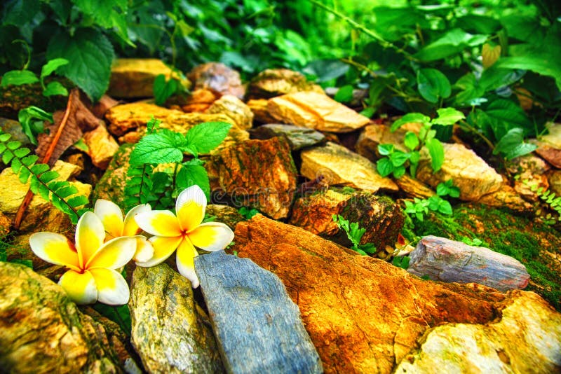 Two flowers between stones stock image. Image of natural - 58525587