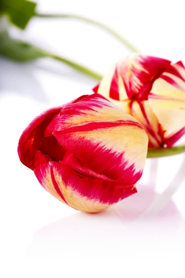 Two flowers tulips. stock photo. Image of selective, freshness - 35734252