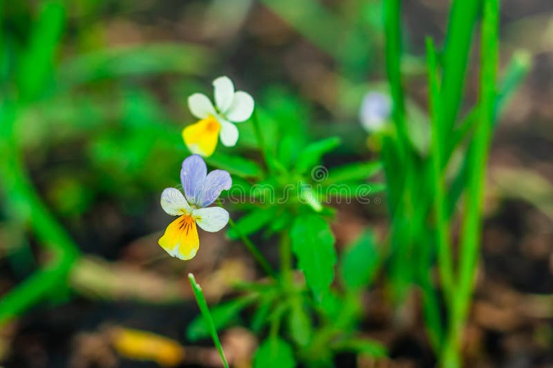 Two Flowers of Violet Tri-color Violet Bloomed Stock Photo - Image of ...