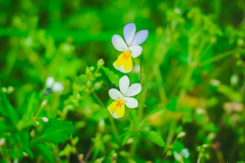 Two Flowers of Violet Tri-color Violet Bloomed Stock Image - Image of ...