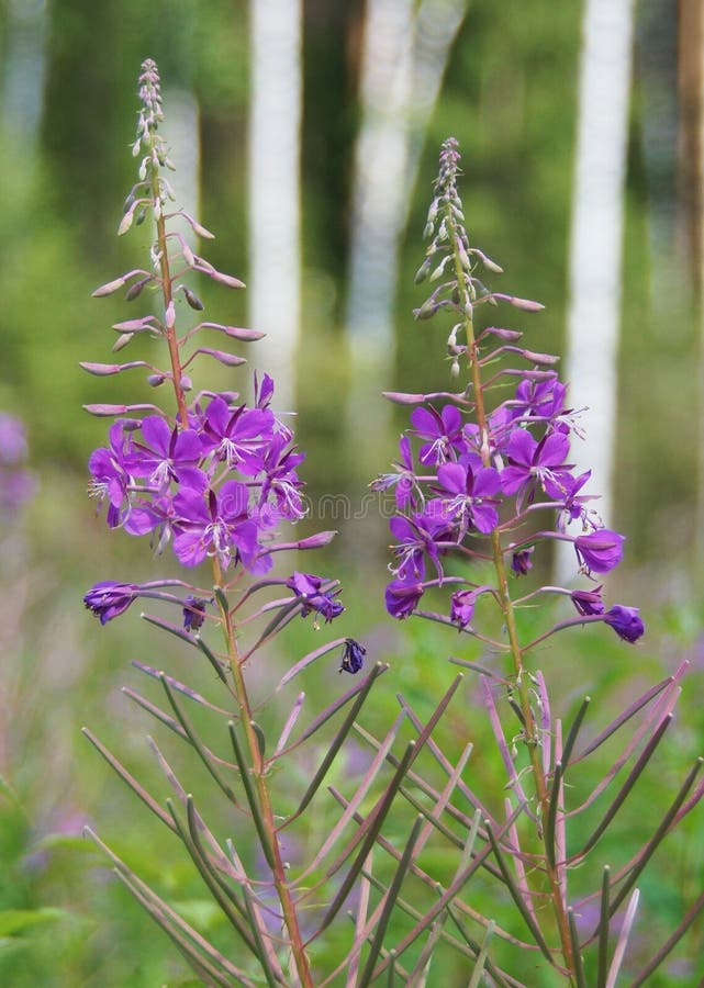 Two flowers willow tea stock photo. Image of wildlife - 58835308