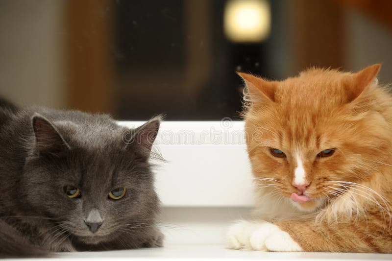Cats Together on the Mat at the Animal Shelter Stock Image - Image of ...