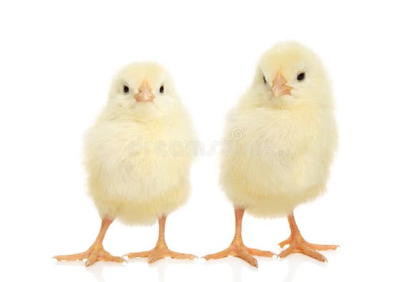 Two Fluffy Chicks in Easter Spring Scene Stock Image - Image of pets ...