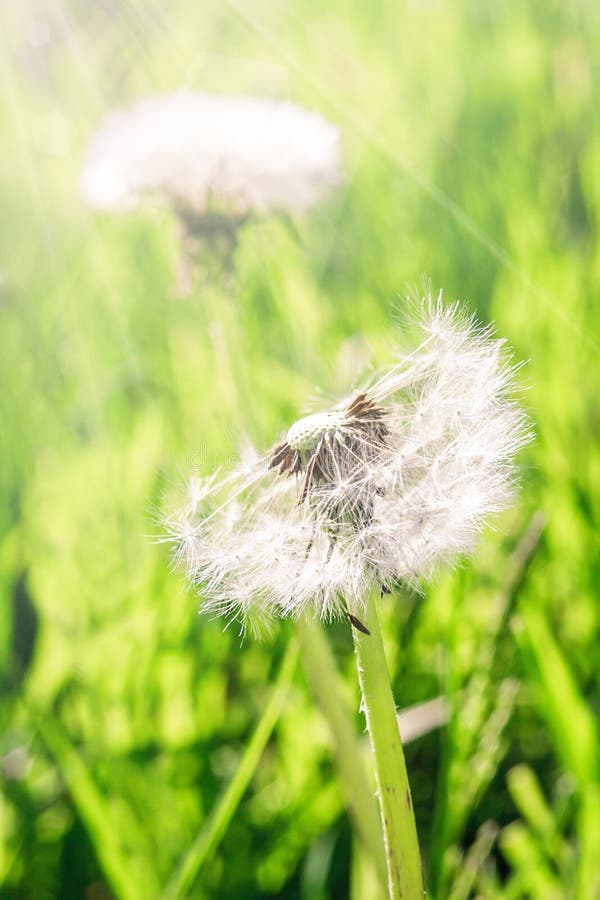 Two fluffy dandelion stock photo. Image of light, botany - 71195362