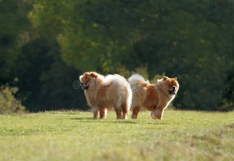Two Fluffy Dogs stock photo. Image of face, fluffy, hairy - 11289212