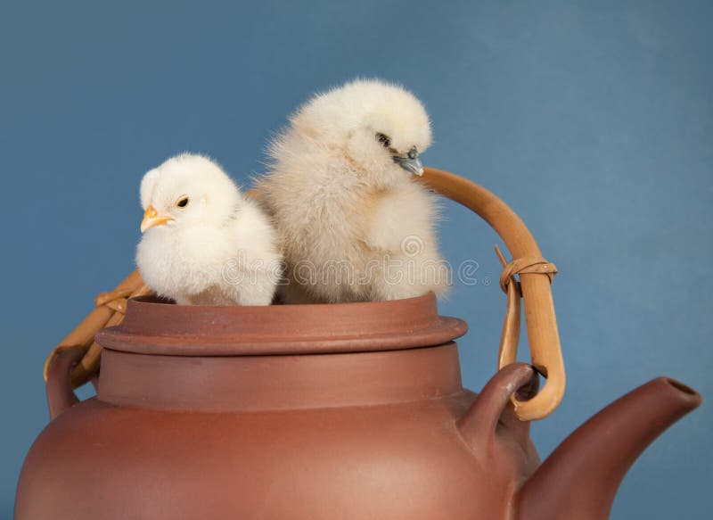 Two fluffy Easter chicks stock photo. Image of cute, shell - 27250460