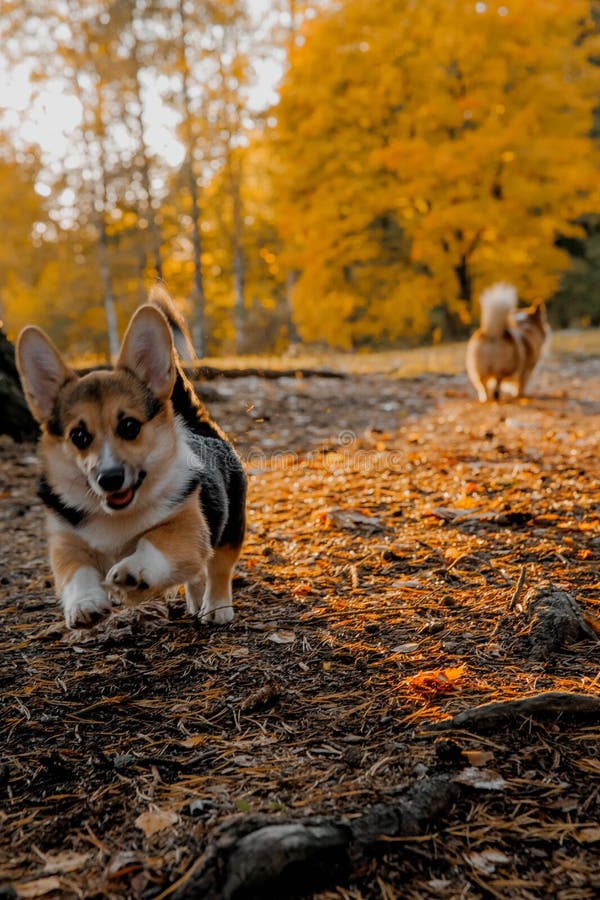 Two Fluffy Red Corgis Running and Jumping in an Autumn Park at Sunset ...