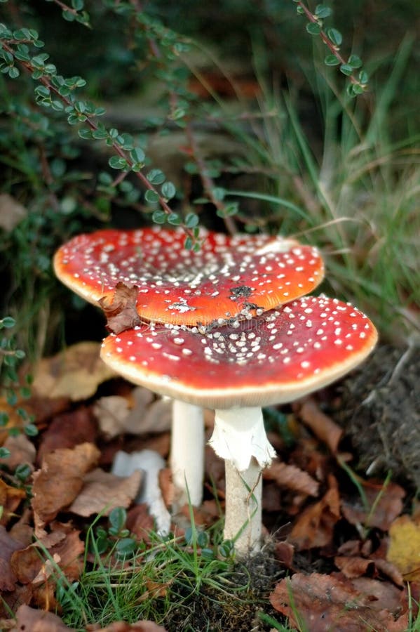 Two fly agarics stock photo. Image of spores, grass, green - 2086666