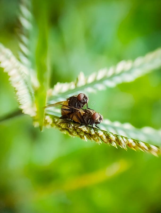 Two Fly Creatures are Breeding on Small Macro Leaves Stock Image ...