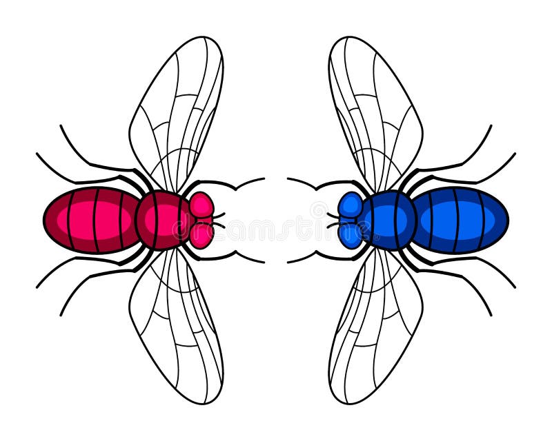Two fly insects stock vector. Illustration of blue, fauna - 185947911