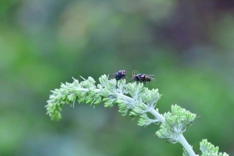Two Fly`s Sits on Plant in the Green Nature Stock Image - Image of ...