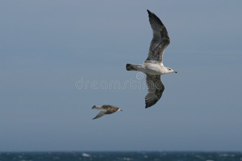 Two fly stock photo. Image of coastal, bangle, journey - 173749958