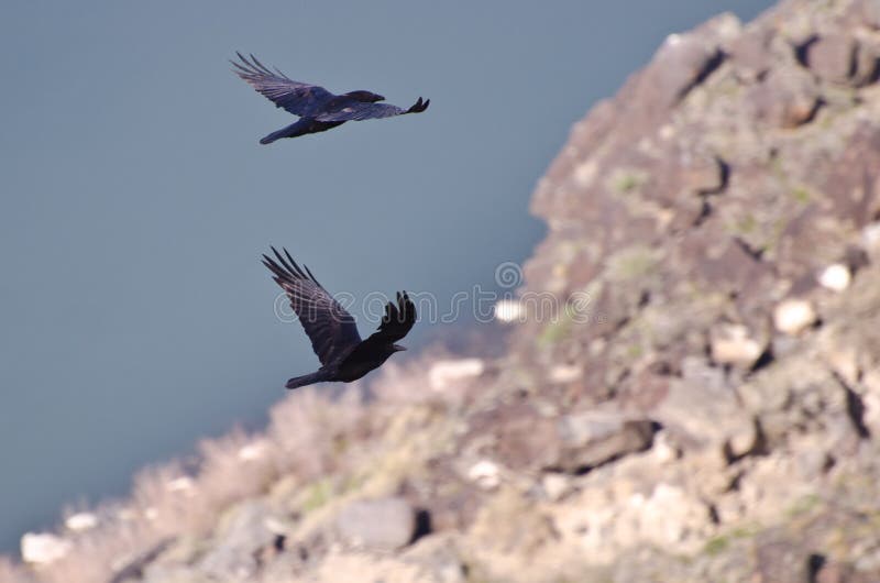 Two Flying Common Ravens Viewed From Above Stock Photo - Image of ...
