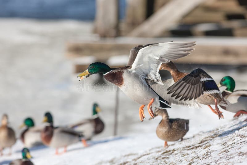 Two flying duck stock image. Image of wildlife, mallard - 65396639