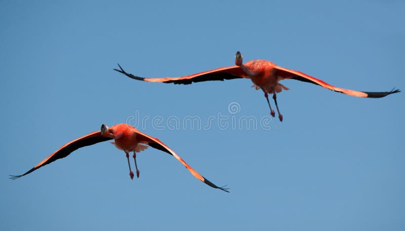 Two Flying Flamingos. stock photo. Image of exotic, national - 21043248