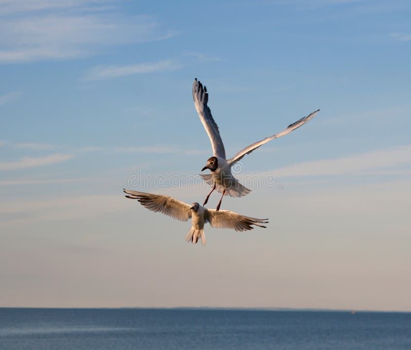 Two Flying Gulls Above the Sea Stock Photo - Image of water, animal ...