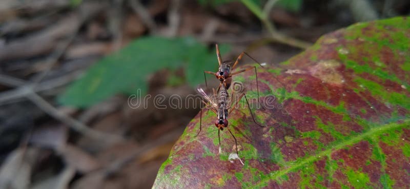 Two Flying Insects Mating on a Leaf Looking Calm and Enjoying Stock ...