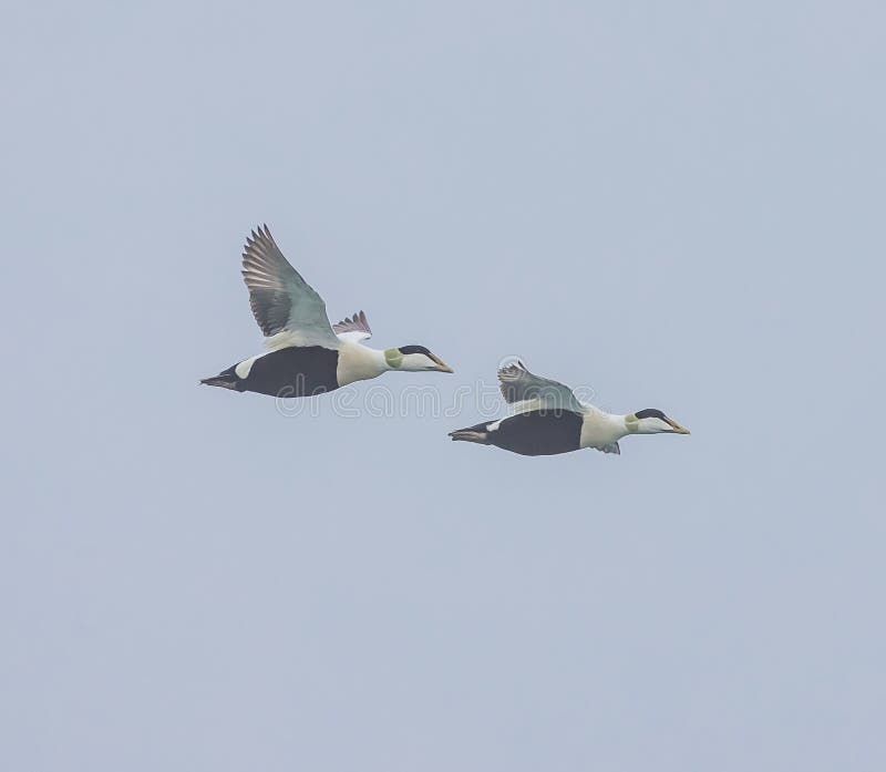 Two Flying Male Eider Ducks in Norway Stock Photo - Image of nature ...