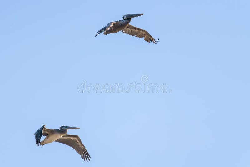 Two Flying Pelicans Against Clear Blue Sky Background Stock Photos ...