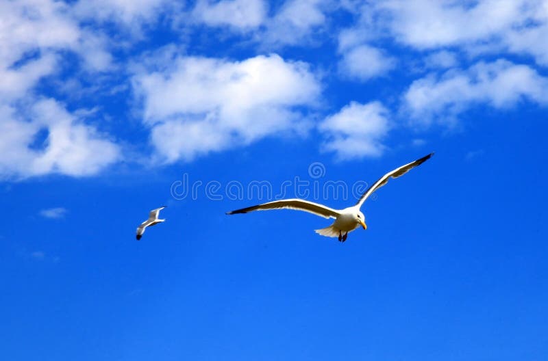 Two flying seagulls stock image. Image of close, blue - 16371913