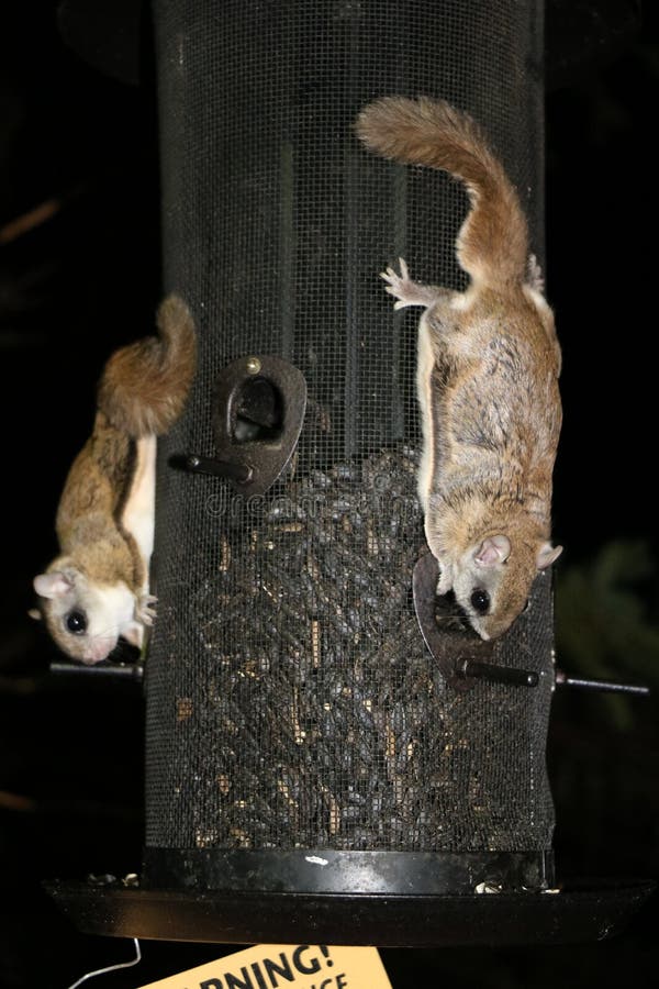 Flying Squirrel on Bird Feeder. Looking into Camera with Arm Flaps ...
