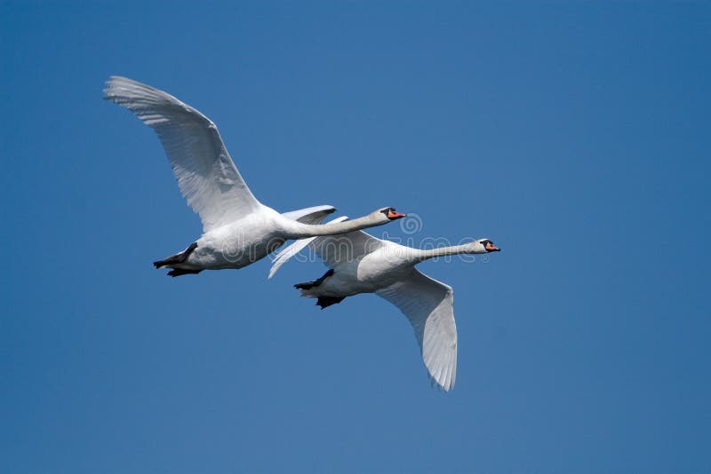 Mute Swans in Flight stock image. Image of ornithology - 20203883