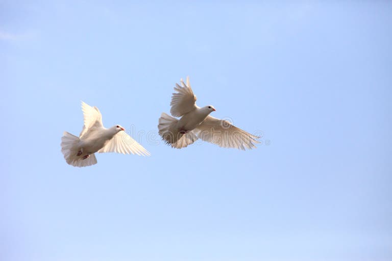 21,491 Doves Delling Stock Photos - Free & Royalty-Free Stock Photos ...
