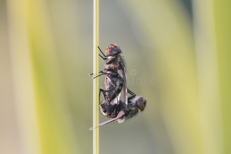 Two Flys in the Garden on a Leaf Stock Image - Image of fauna, summer ...