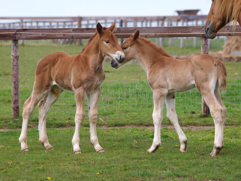 Two Foals stock photo. Image of beauty, cute, mother - 27578078