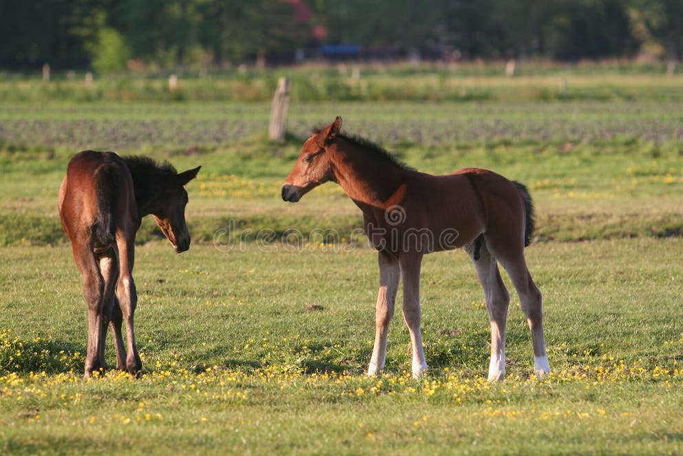 Two foals stock image. Image of outdoors, outdoor, young - 5345933
