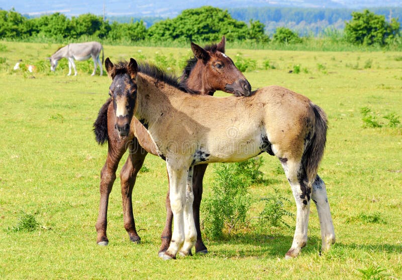 Two foals on pasture stock photo. Image of farm, grazing - 15065656